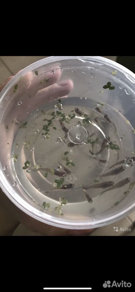 Рыбки гуппи