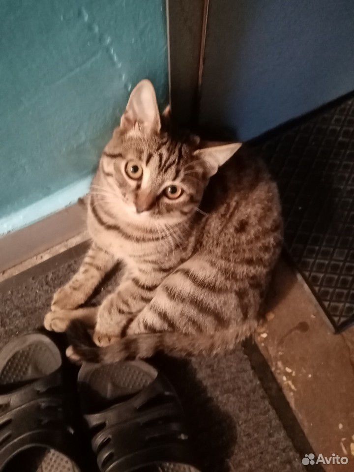 Отдам коненка в добрые руки