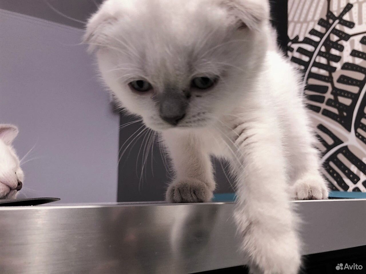 Шотландские котята-крепыши в разведение