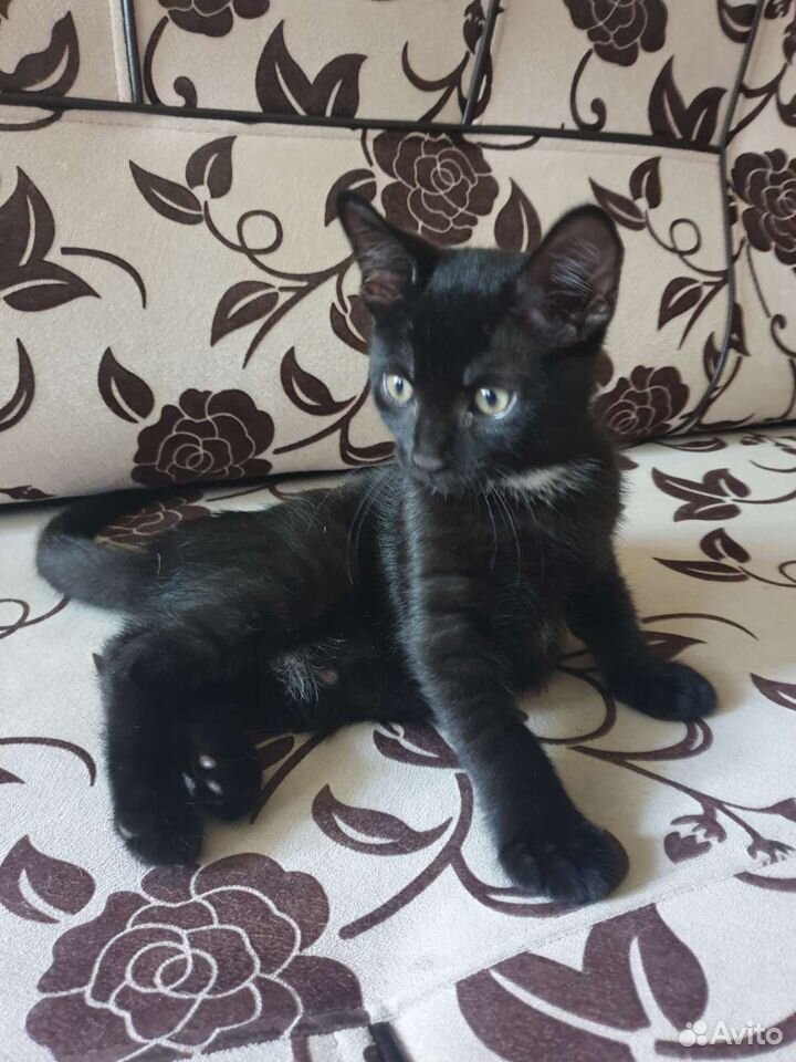 Котята от домашней кошки