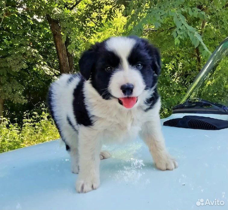 Маленький щенок по имени Пушок