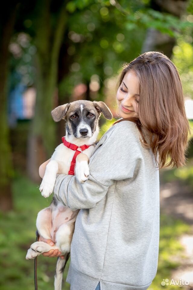 Маленький щенок в добрые руки
