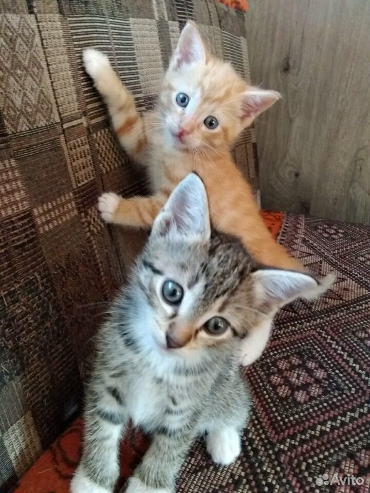 Домашние котята