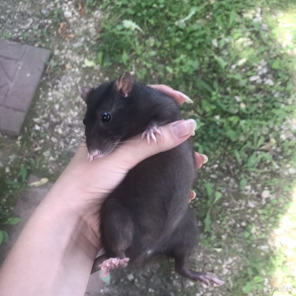 Домашняя крыска