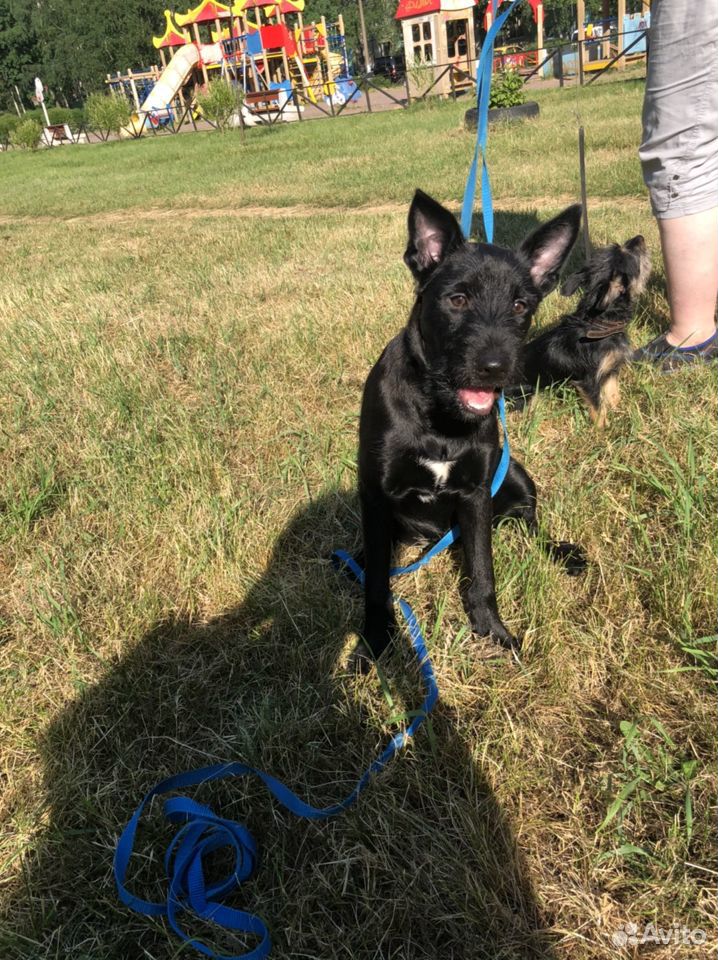 Метис, двортерьер