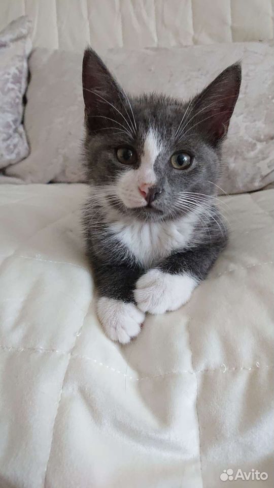 Кошечка 3,5 мес