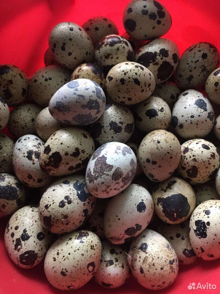 Инкубационное яйцо