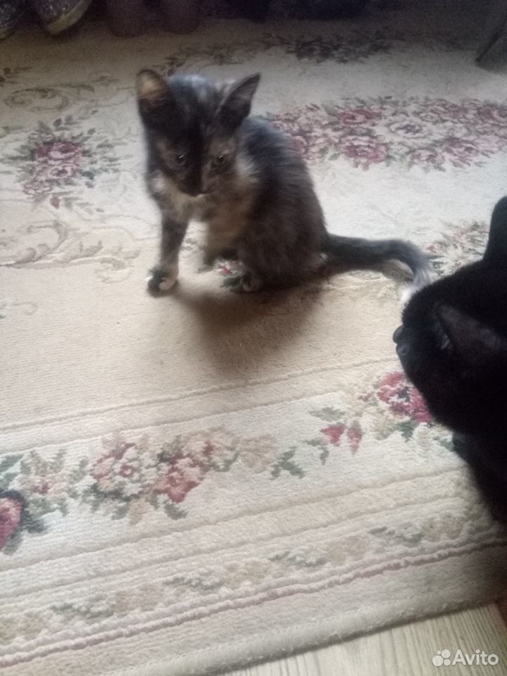 Котенок