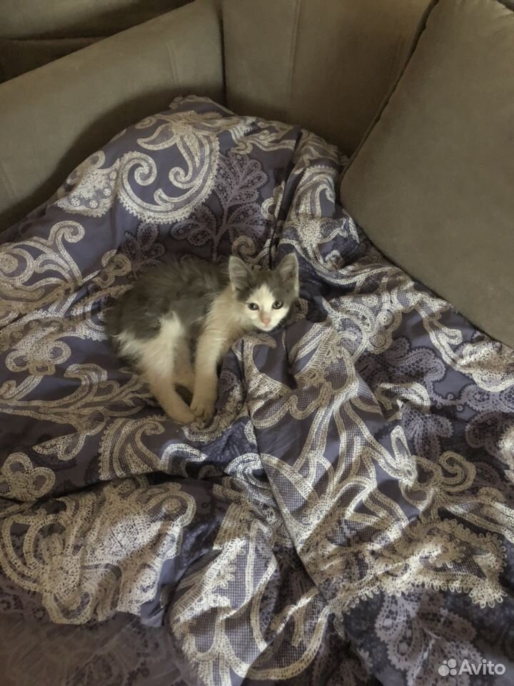 Котёнок ищет новых хозяев