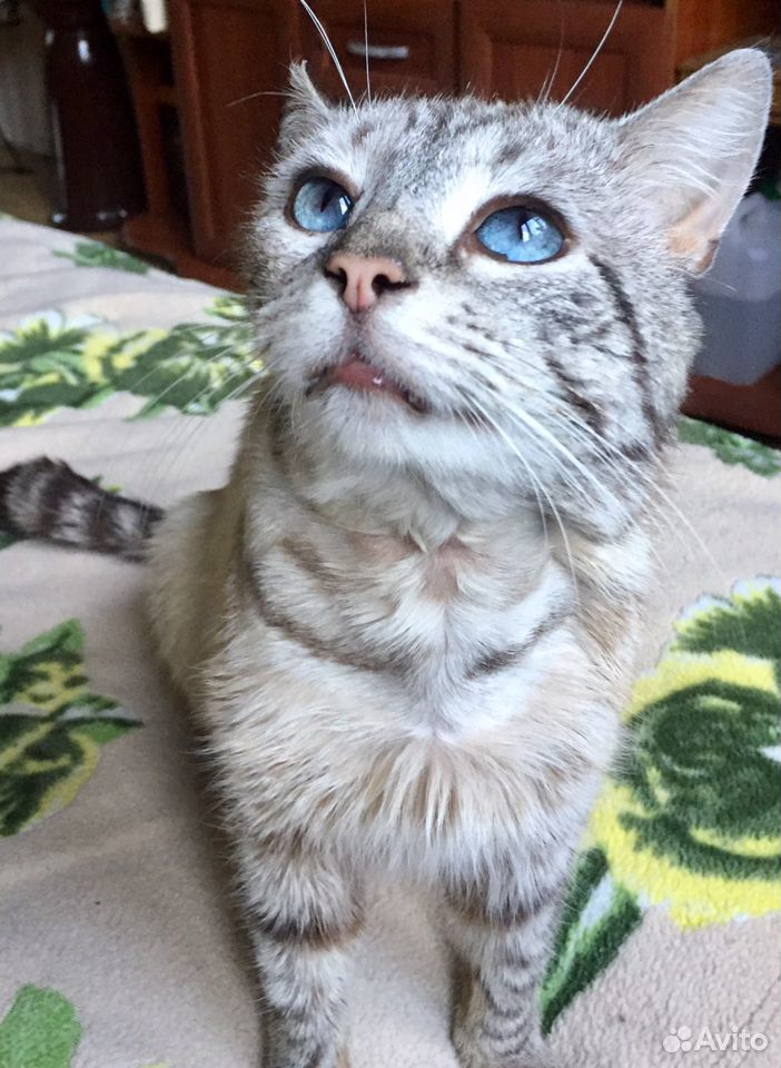Кот