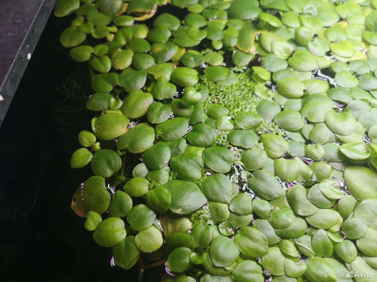 Аквариумные растения бесплатно