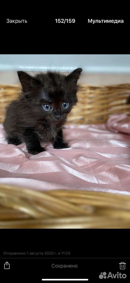 Котенок кнопочка