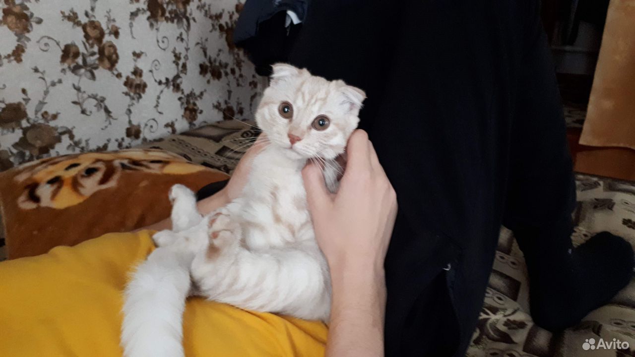 Подарим очень красивых котят