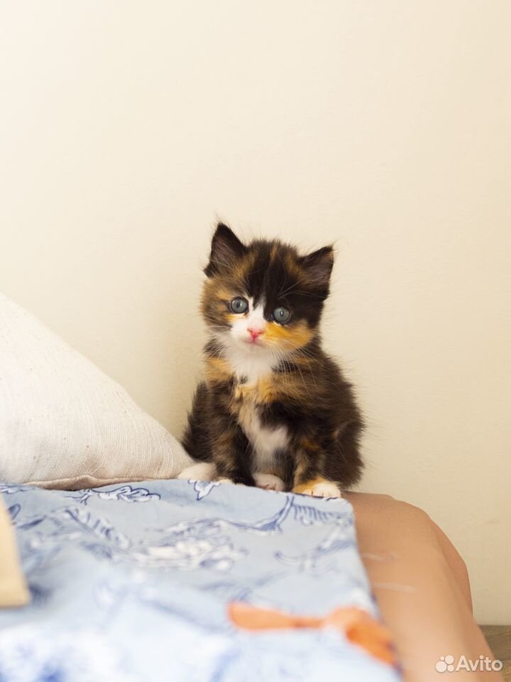 Котенок Уна