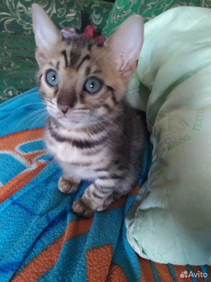 Бенгальская