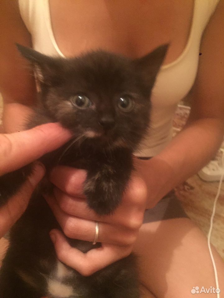 Ровный Котёнок