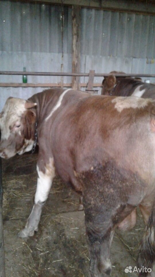Бычки откормочные