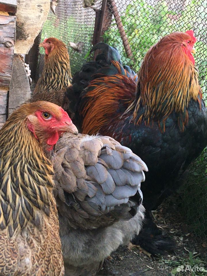 Яйцо инкубационное Брама