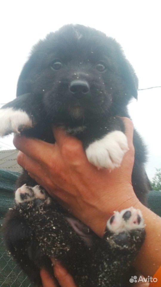 Звезда Авито