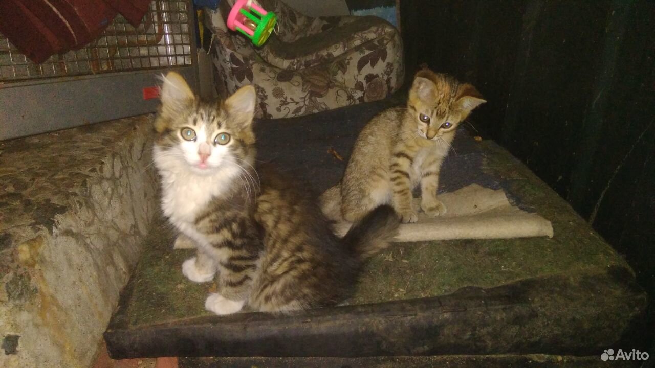 Котята от кошки крысолова отдам
