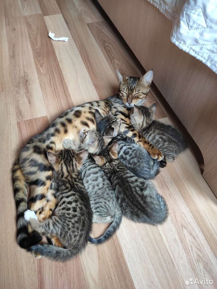 Бенгальская