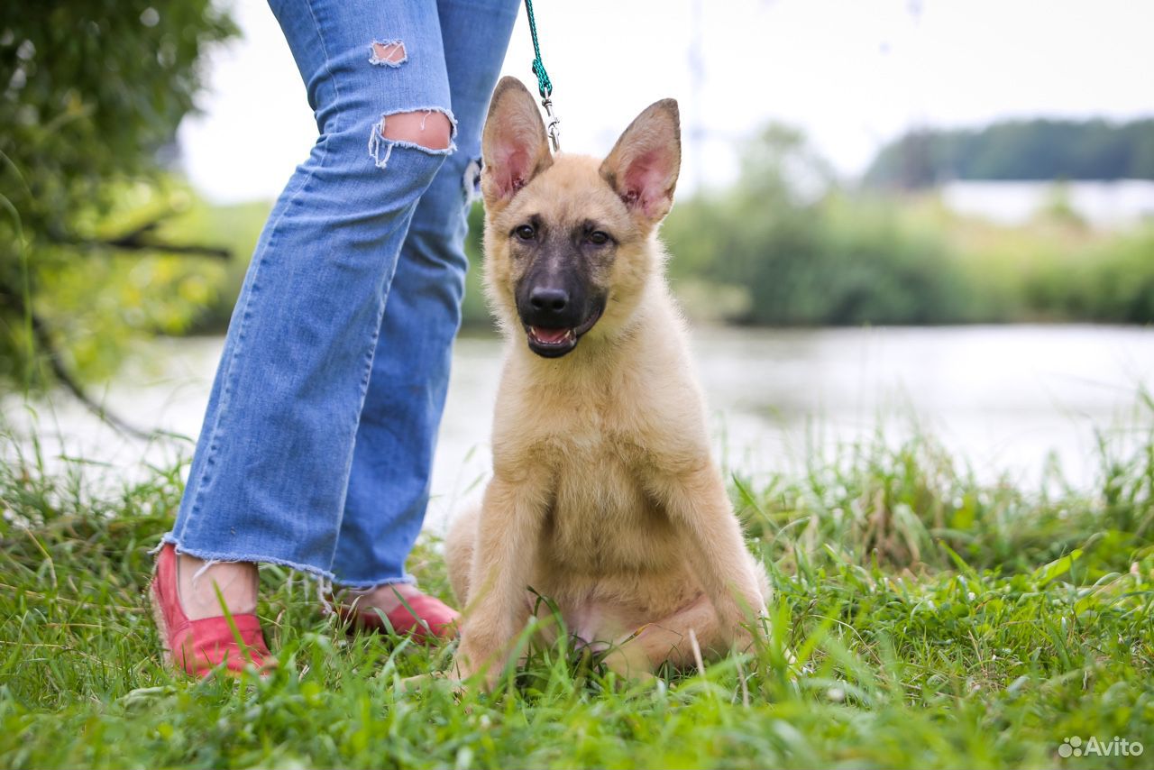 Ищет дом щенок Гриша, 3,5 мес
