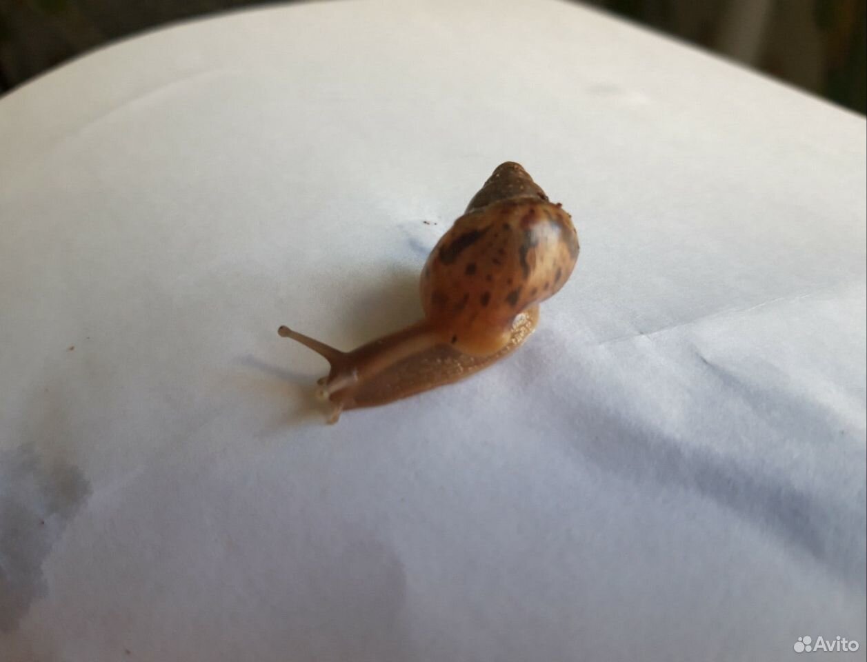 Улитка Ахатина