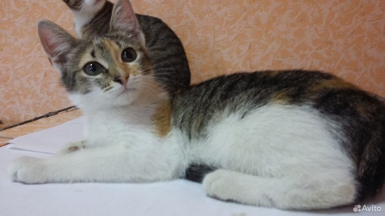 Красавица-трехцветка 4 месяца