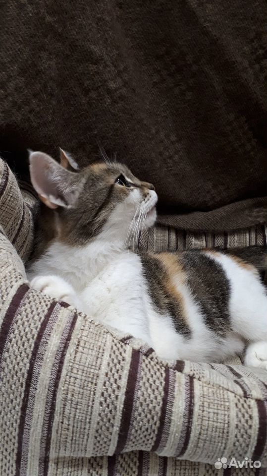 Кошка трехцветная, на счастье
