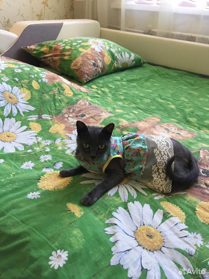 Дымчато-голубой окрас, кошка