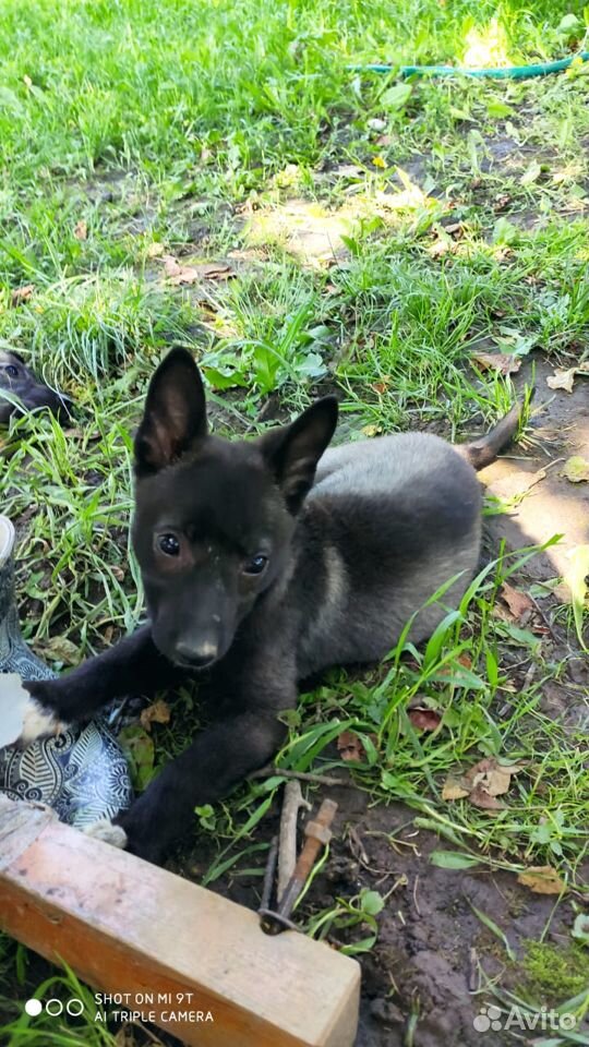 Щенок. Девочка. Будет ниже колена