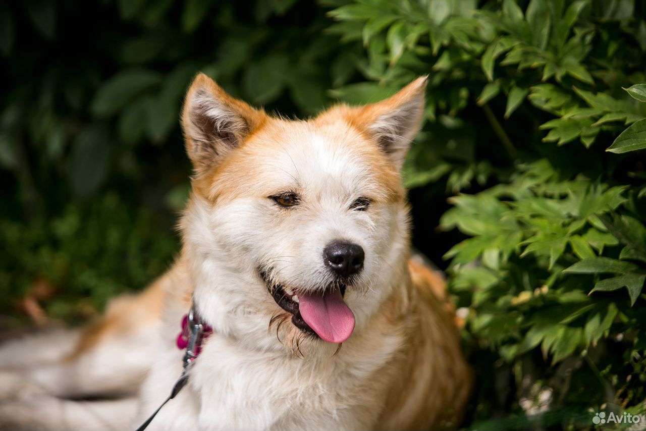 Собака Шанель, 2 года, в поисках дома