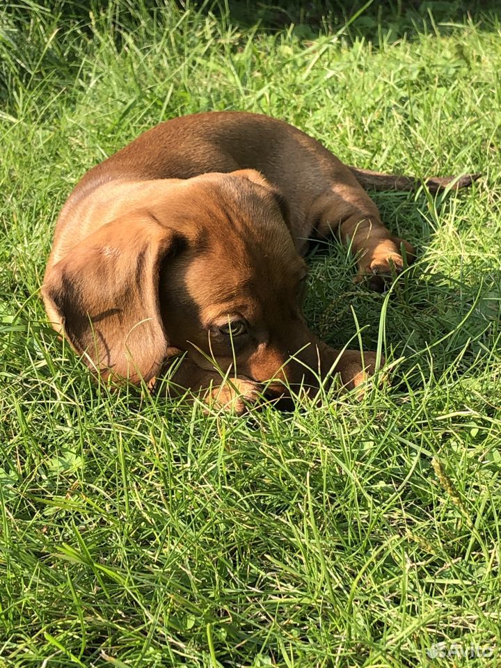 Такса девочка 1,5 месяца