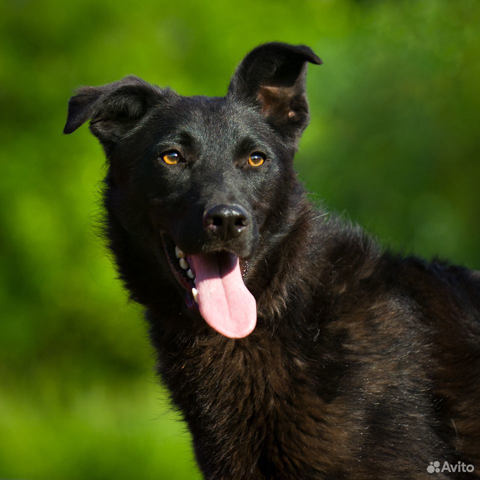 Красавица Луна в поисках семьи