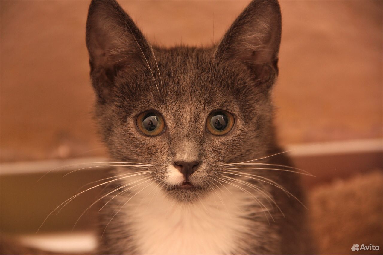 Котенок Девочка Боня