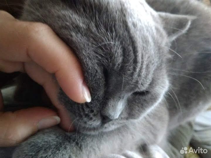 Голубая шотландская