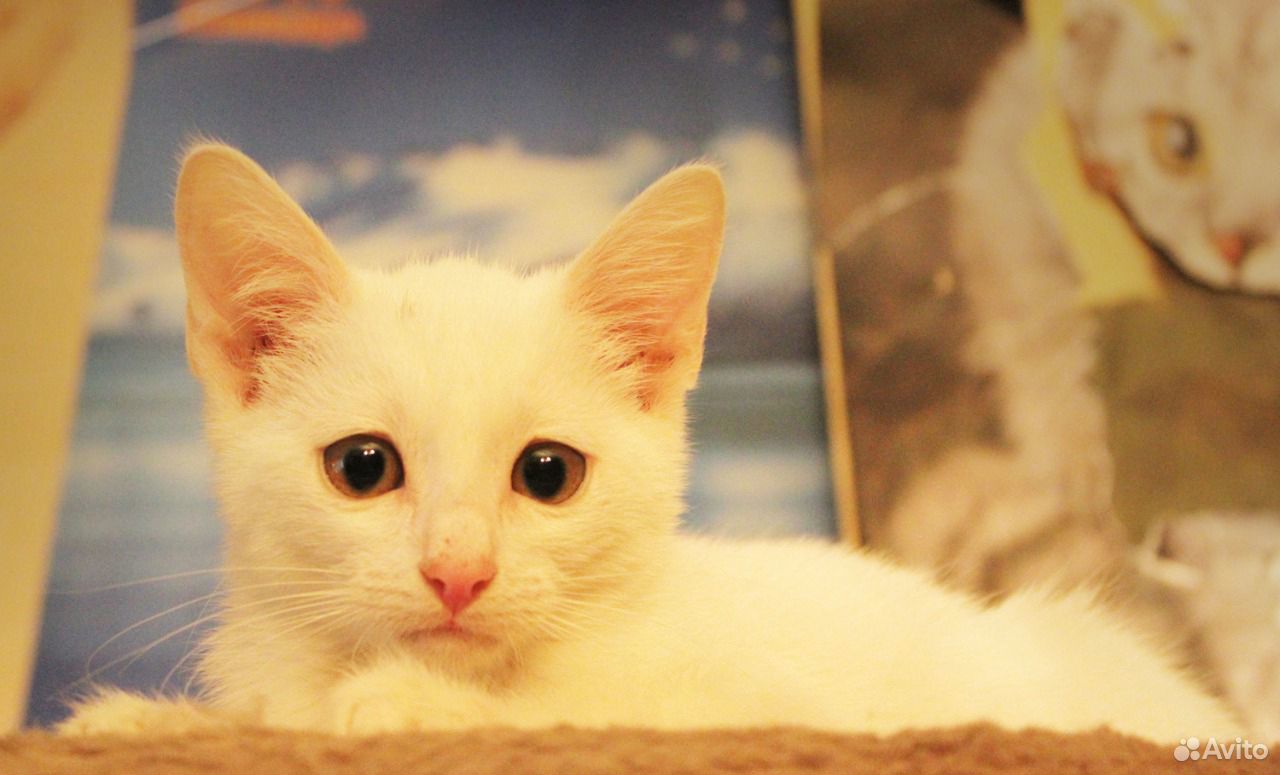 Котенок Кокос