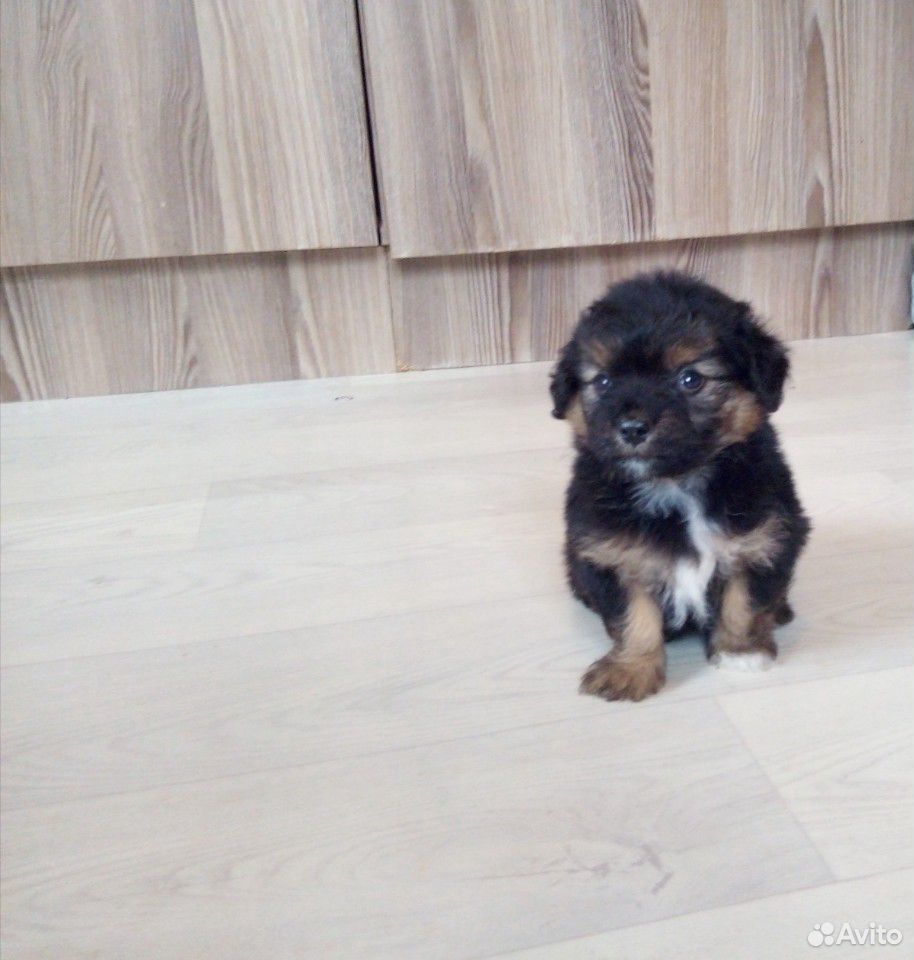 Щенок шпица