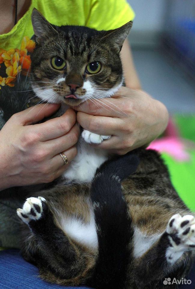 Тиграша, кот, 1 год