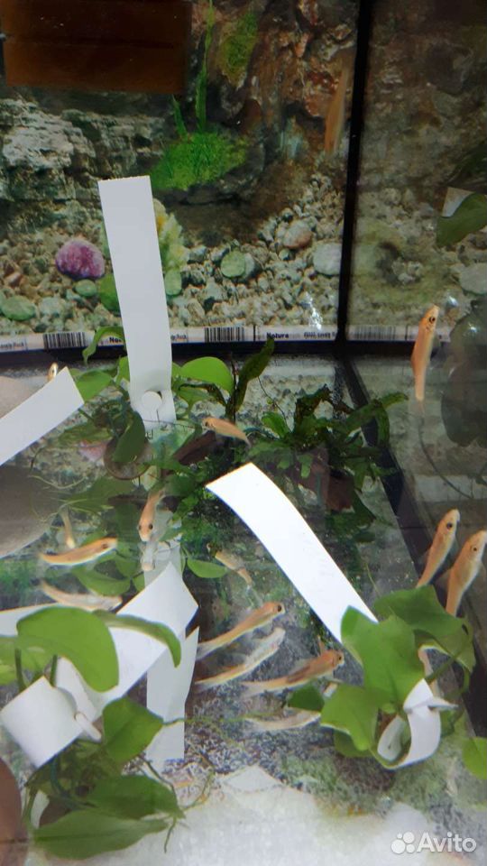 Рыба сом геринохейлус