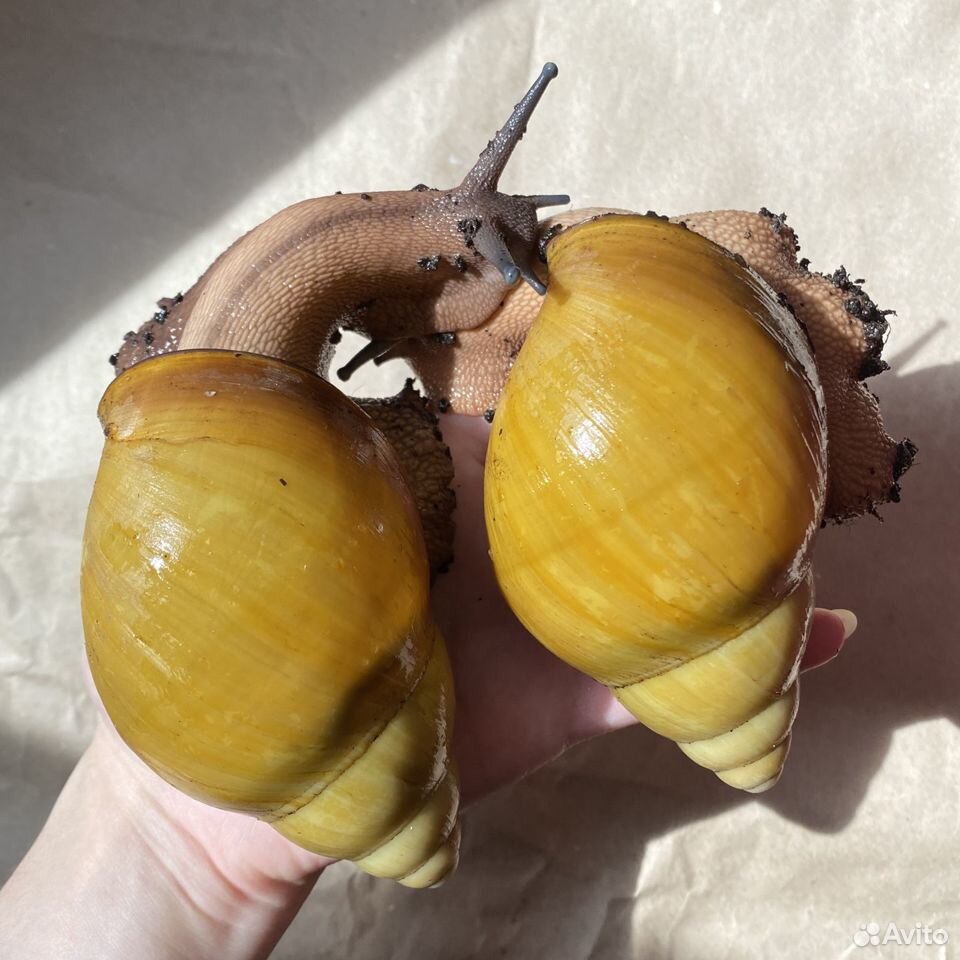Улитки Archachatina marginata