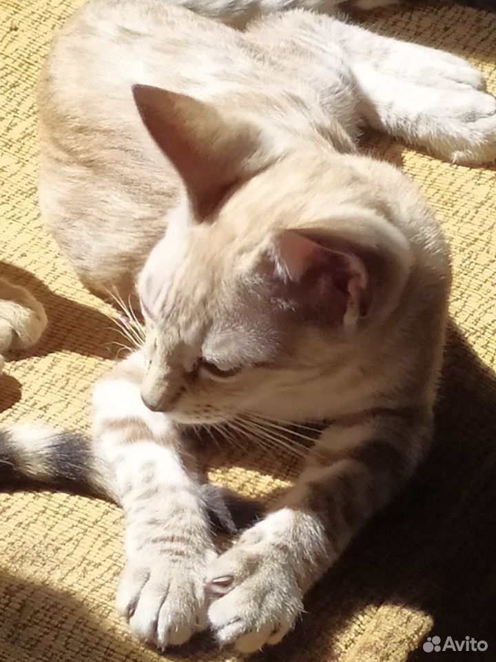 Котята Серенгети