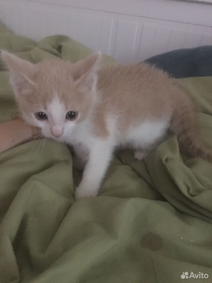 Кот. Котёнок, мальчик. Котята