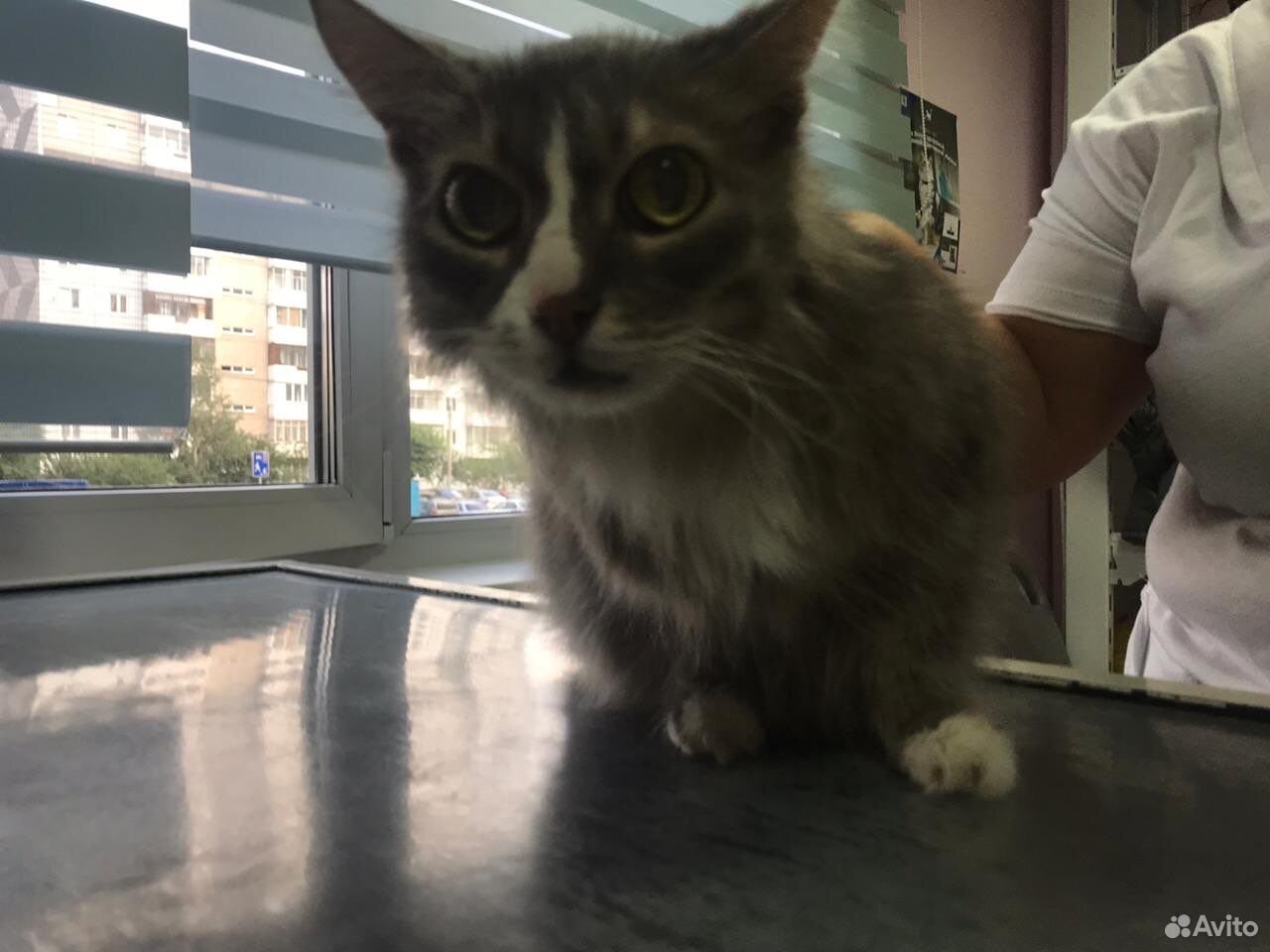 Ласковый, глухой котик