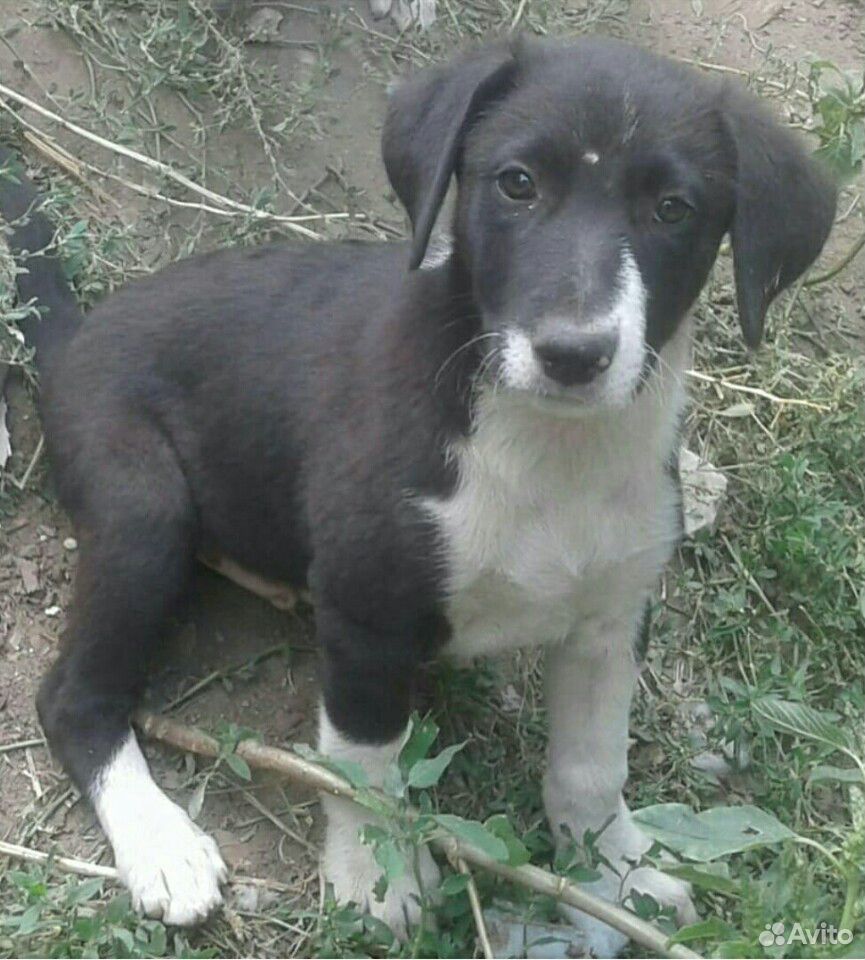 Отдам щенка в добрые руки