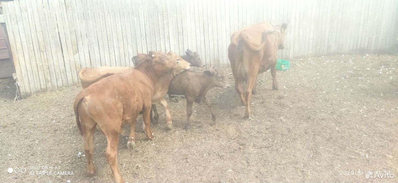 Каровы с телятами