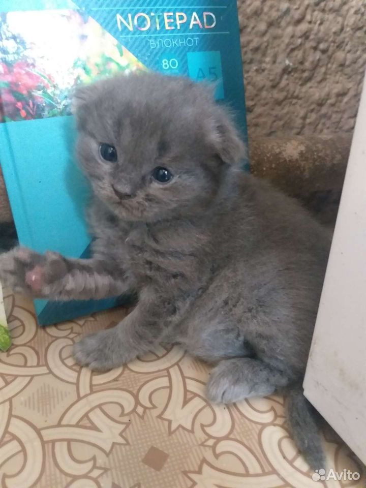 Британские котята