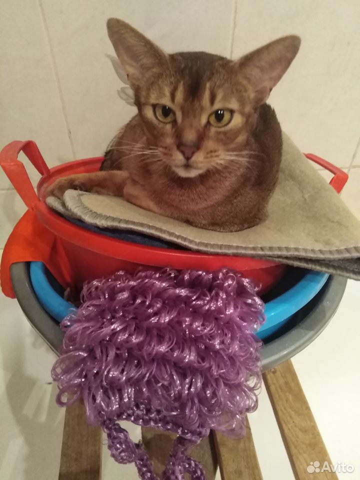 Взрослая кошка-абиссинка