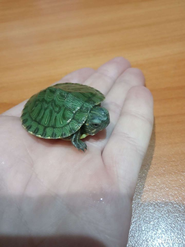 Маленькая красноухая черепашка