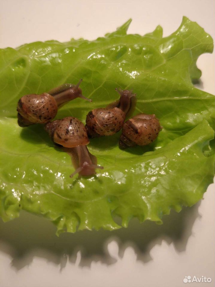 Улитки ахатины